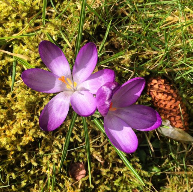Just Some Spring Flowers - Ailish Sinclair