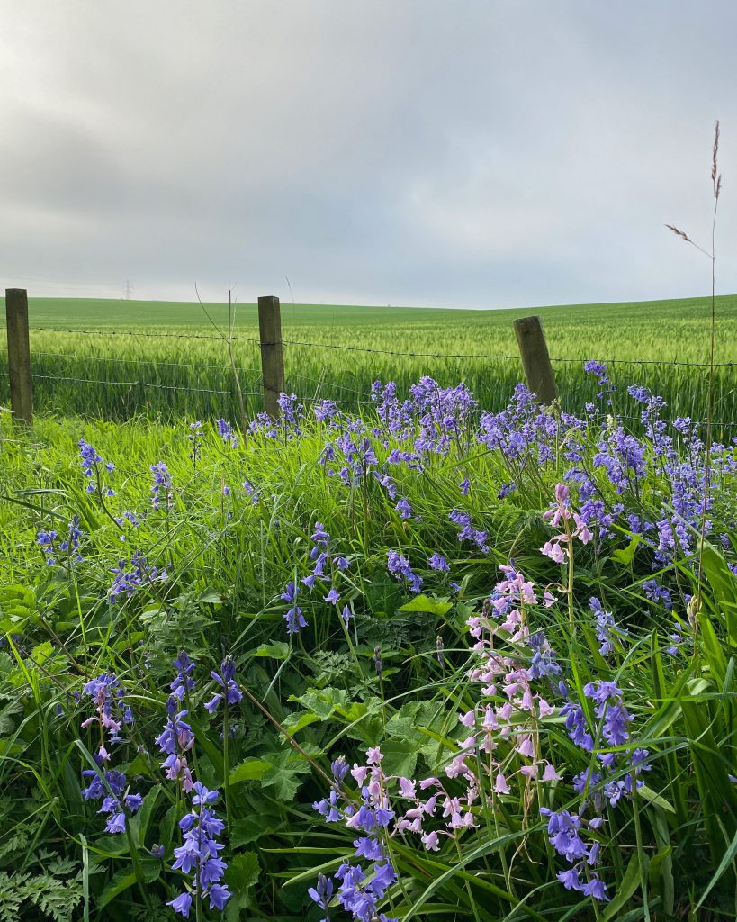 Bluebells by the Barley - Ailish Sinclair