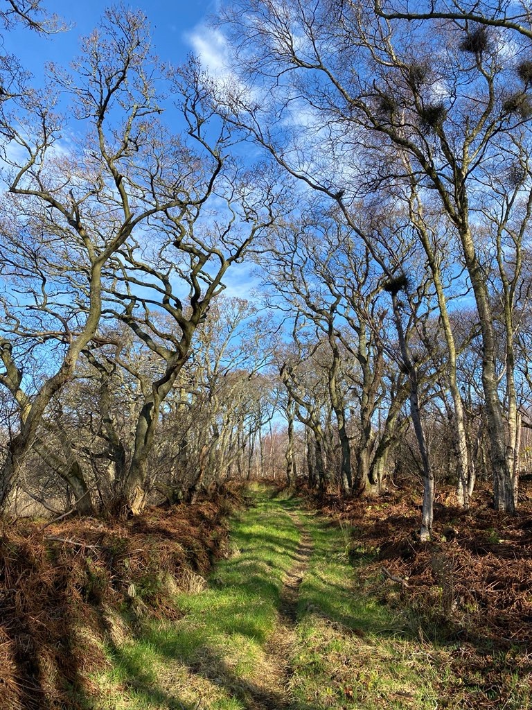 A Path of Stripy Shadows - Ailish Sinclair