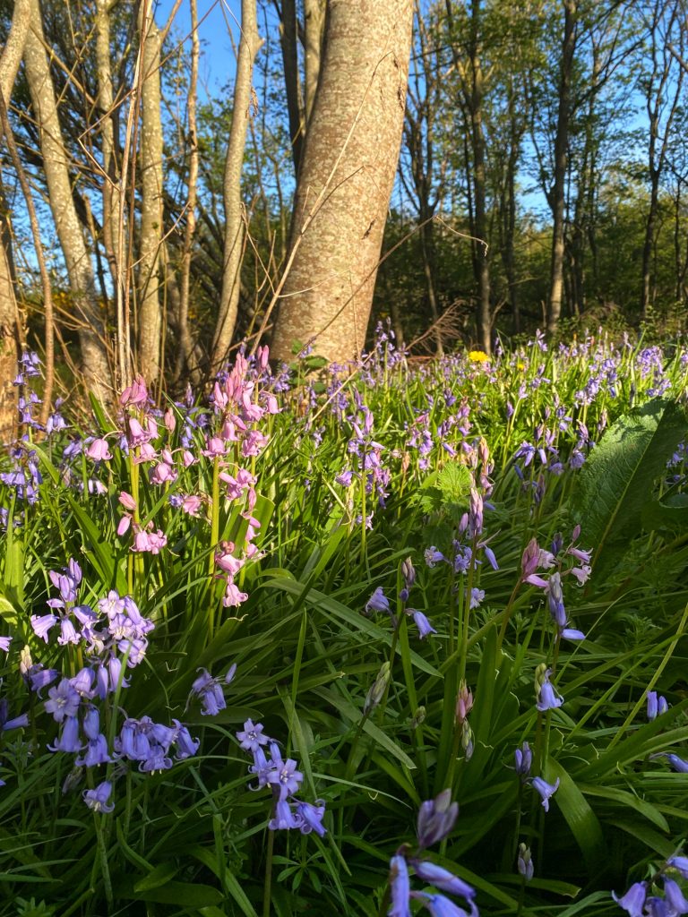 Beautiful Bluebells - the Flowers of May - Ailish Sinclair