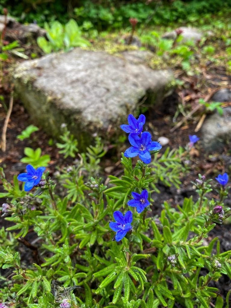 Purple Gromwell - the Flowers of May - Ailish Sinclair