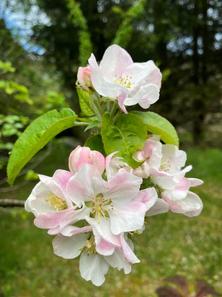 Apple Blossom - the Flowers of May - Ailish Sinclair