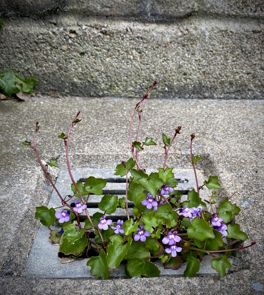 Ivy-leaved Toadflax - the Flowers of May - Ailish Sinclair