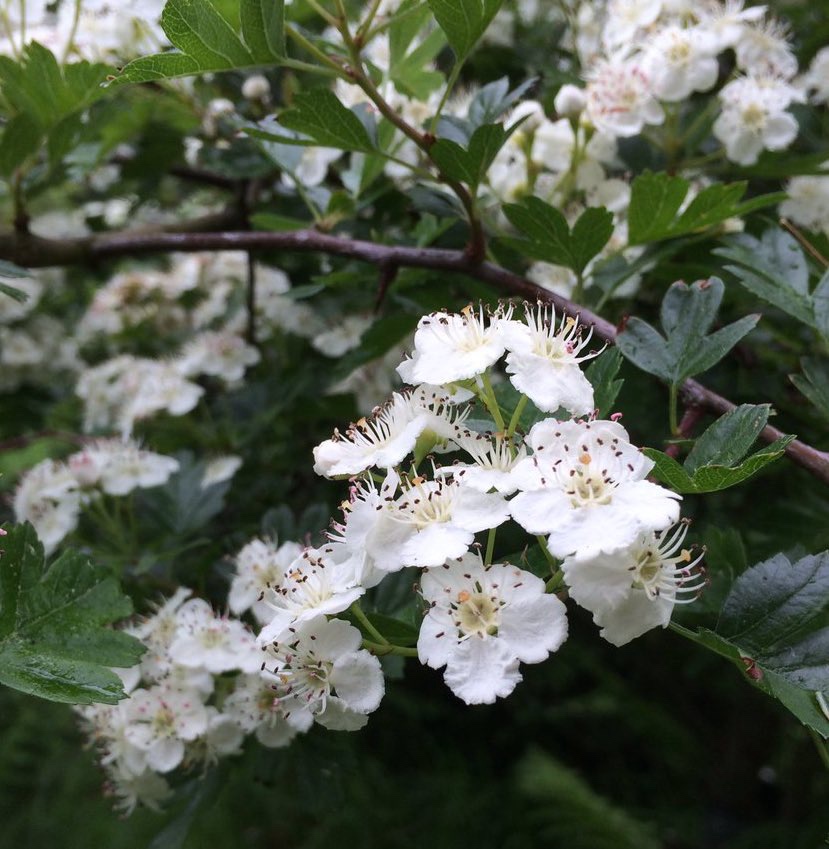 Hawthorn - the Flowers of May - Ailish Sinclair