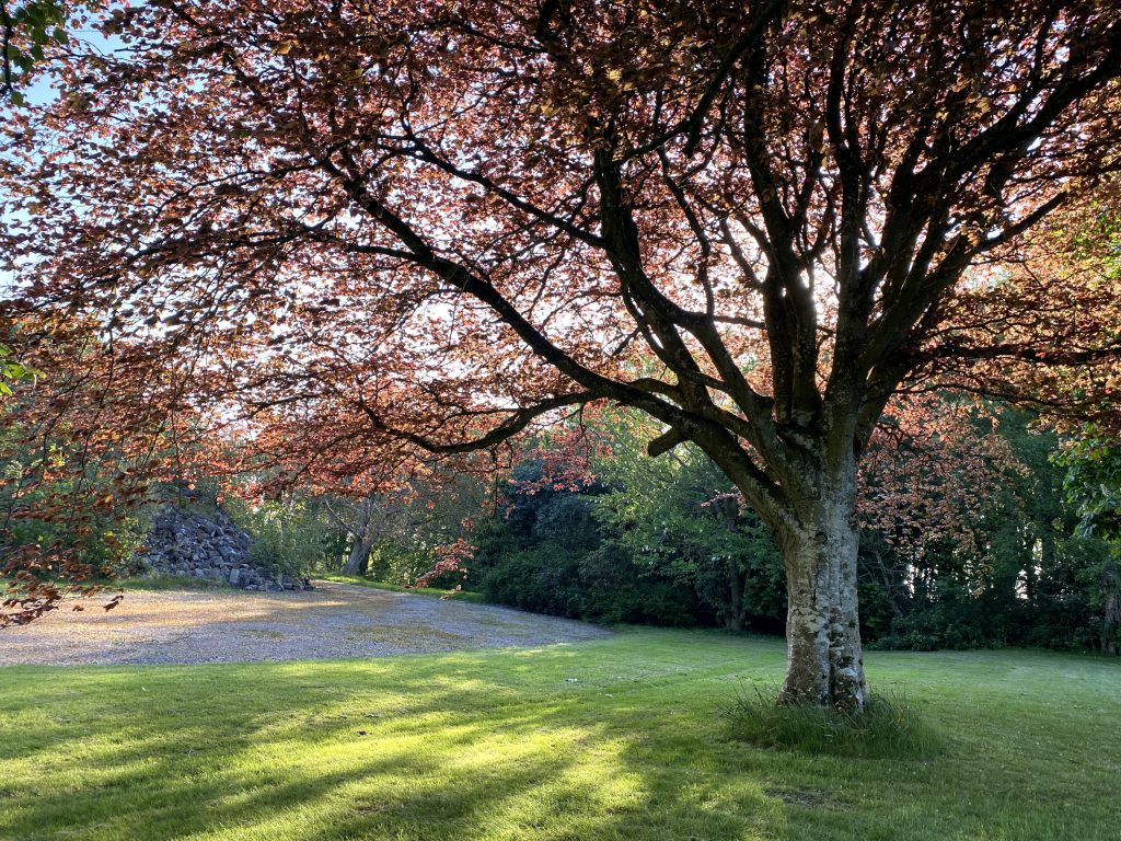 Beautiful Trees Seen on a Walk - Ailish Sinclair