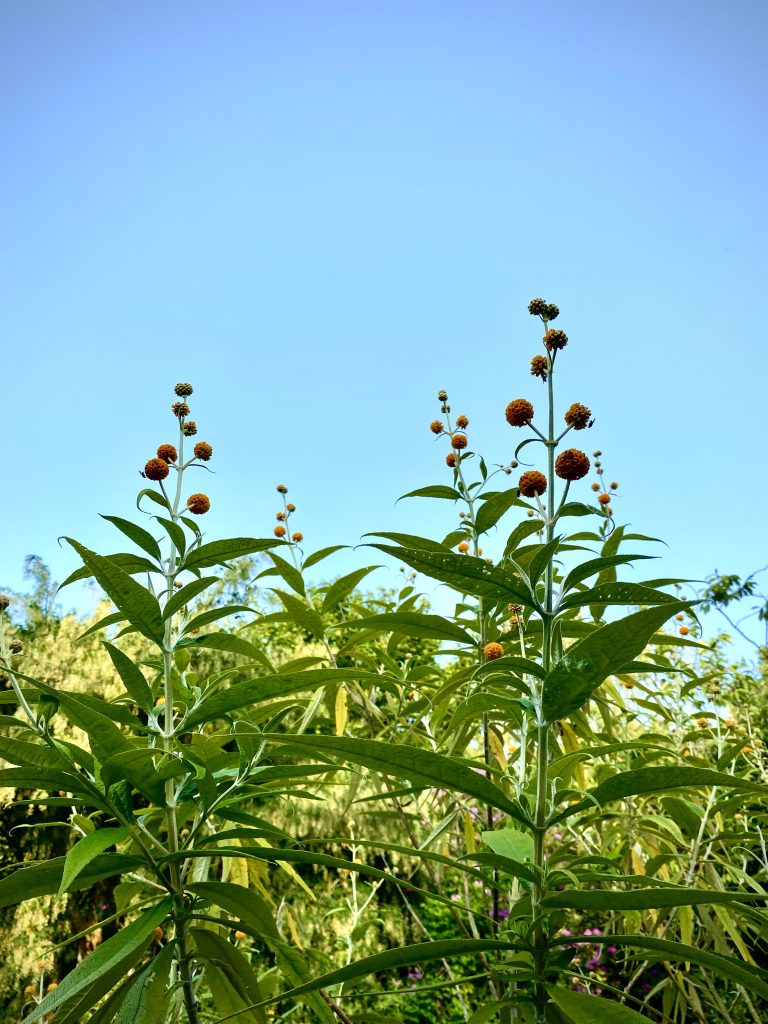 The Orange Ball Tree: Buddleia Globosa - Ailish Sinclair