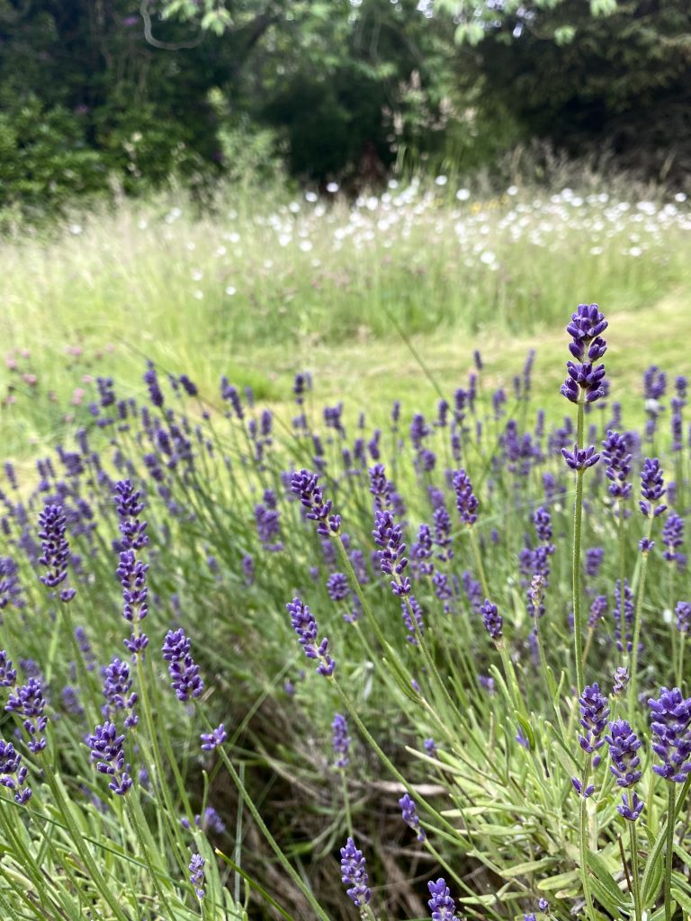 Lavender's Blue, Dilly Dilly... - Ailish Sinclair