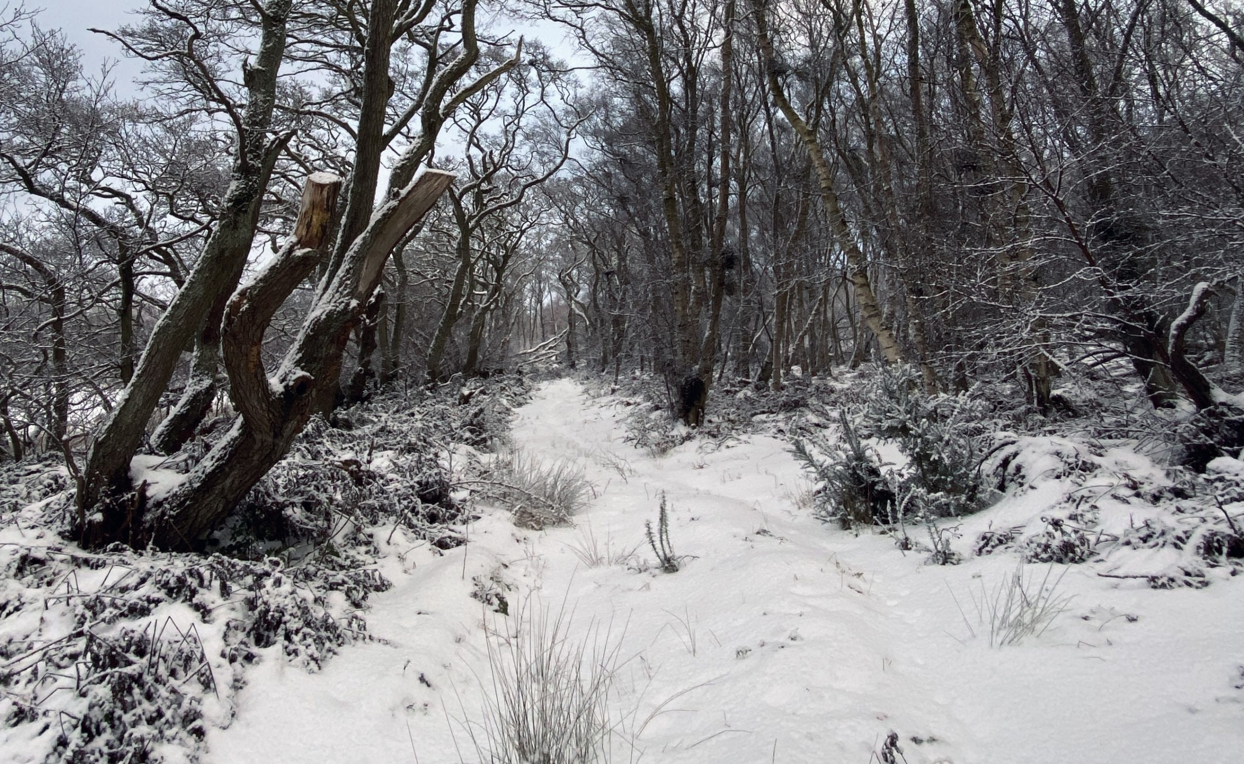 January: snow, swans and being on the radio - Ailish Sinclair